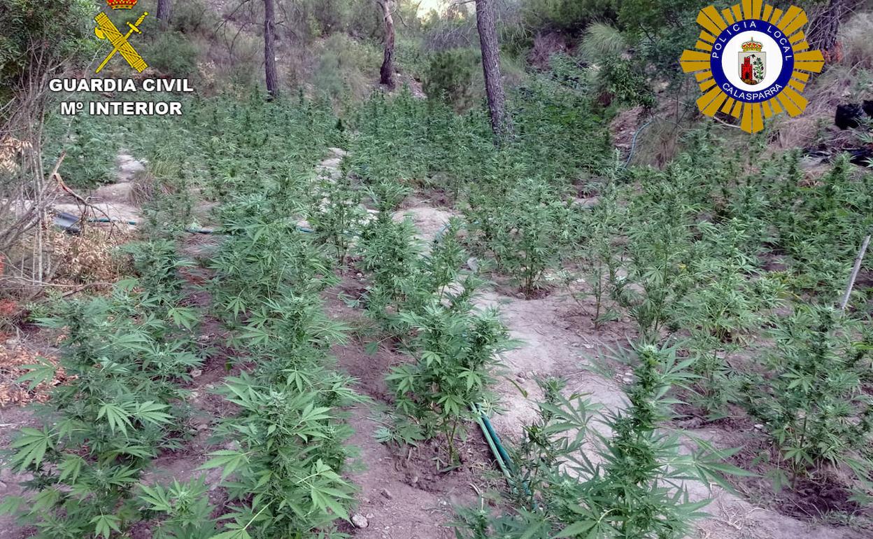 Desmantelan una gran plantación de marihuana en una zona montañosa de Calasparra | La Verdad